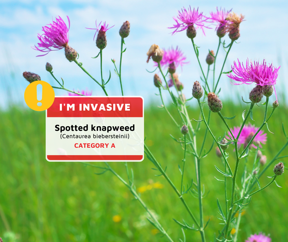 Invasive Plants | Peace River Regional District