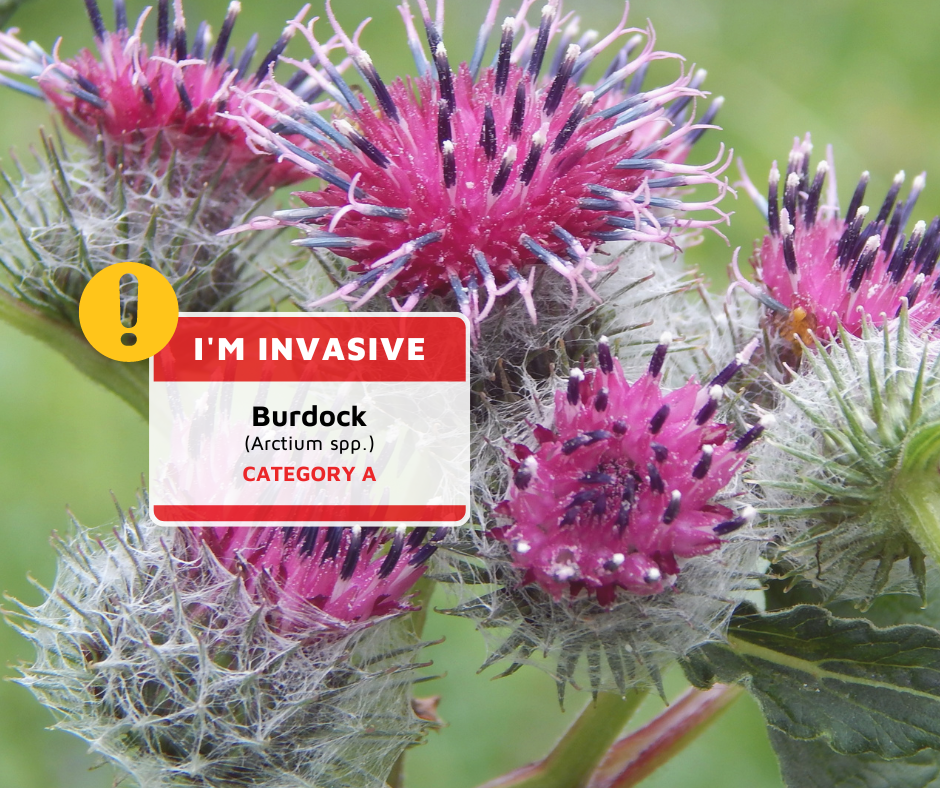 Invasive Plants | Peace River Regional District
