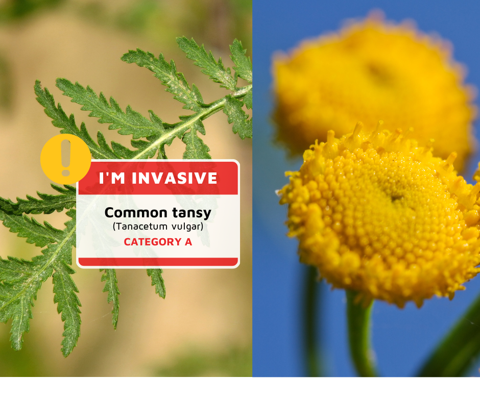 Invasive Plants | Peace River Regional District
